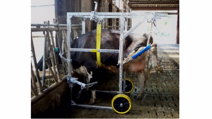 Contention et cage de parage pour vaches Mazeron