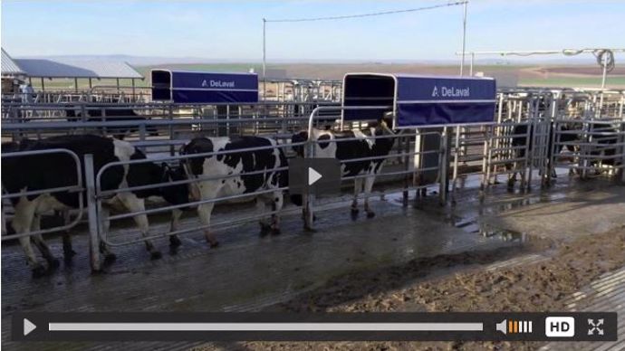 Caméra 3D BCS DeLaval – Note d’état corporel des vaches