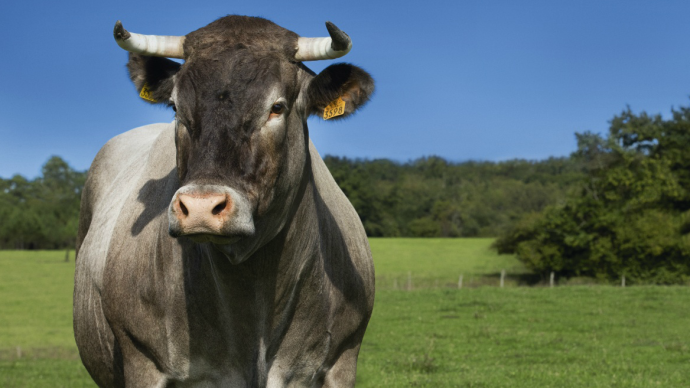 Cerise vache de race bazadaise OS Excellence Bazadaise