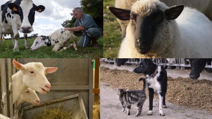 Liste noms d'animaux commencant par la lettre O pour 2018 vache chien chat