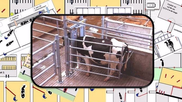 Les systèmes de contention pour manipuler et intervenir sur les bovins