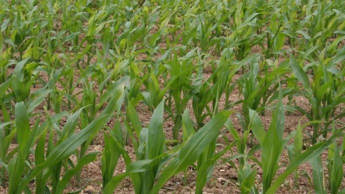 Méthodes de lutte contre les nuisibles (corbeaux et cornailles) sur maïs