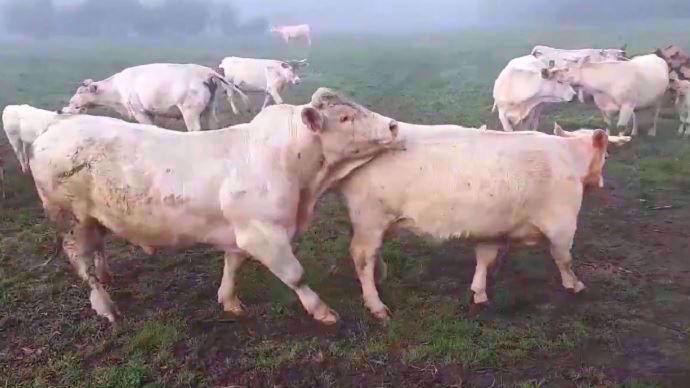 Période mise à la reproduction en bovin viande : saillie vaches allaitantes