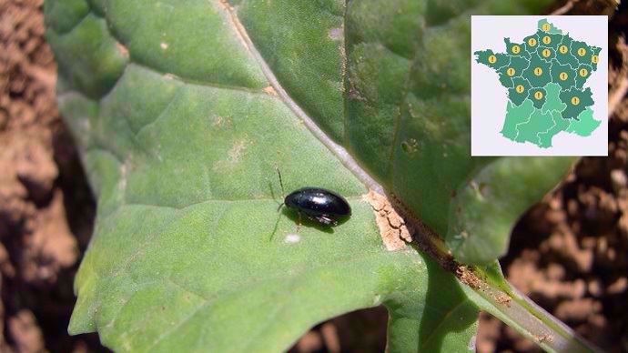 Les vols de grosses altises sont en train de s'engager dans les régions