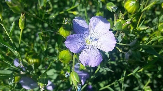 Retrouvez le nouveau guide de culture lin oléagineux par Terres Inovia