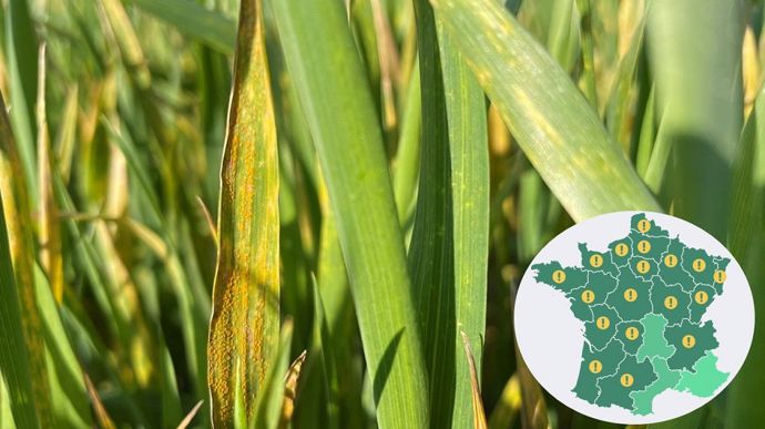 Premiers symptômes de rouille jaune sur variétés sensibles