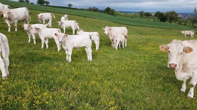L'état des prairies en mai 2020 chez les éleveurs en vidéo