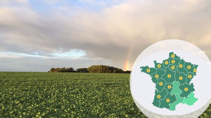 Vigilance face au charançon du bourgeon terminal sur colza