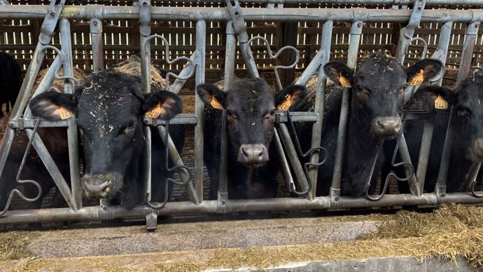 Engraisser des veaux croisés Angus à l'herbe via Herbopack