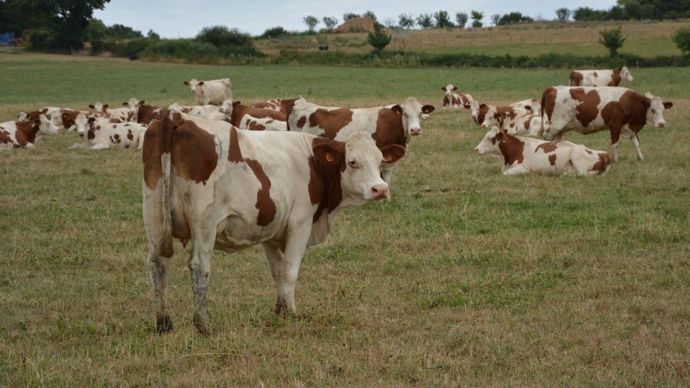 Aménagements en faveur du pâturage tournant au Gaec des Lavandes