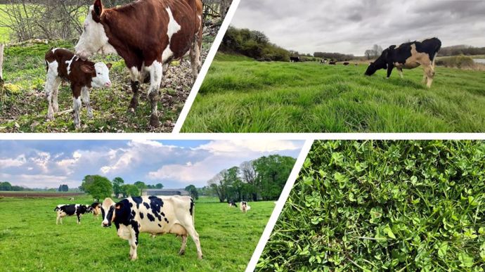 Photos et vidéos de pâturage 2022