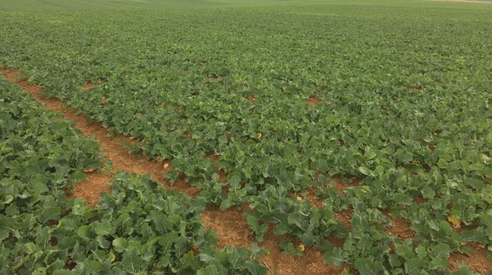 Bilan de l'implantation des colzas 2022