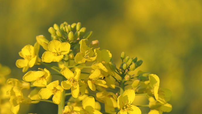 Le colza maintient sa progression