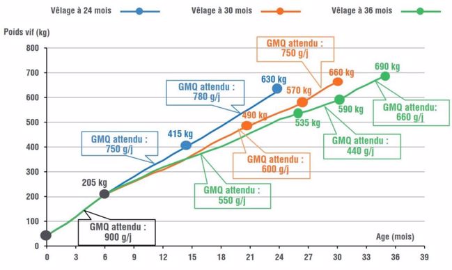 Calculer la ration hivernale des génisses laitières