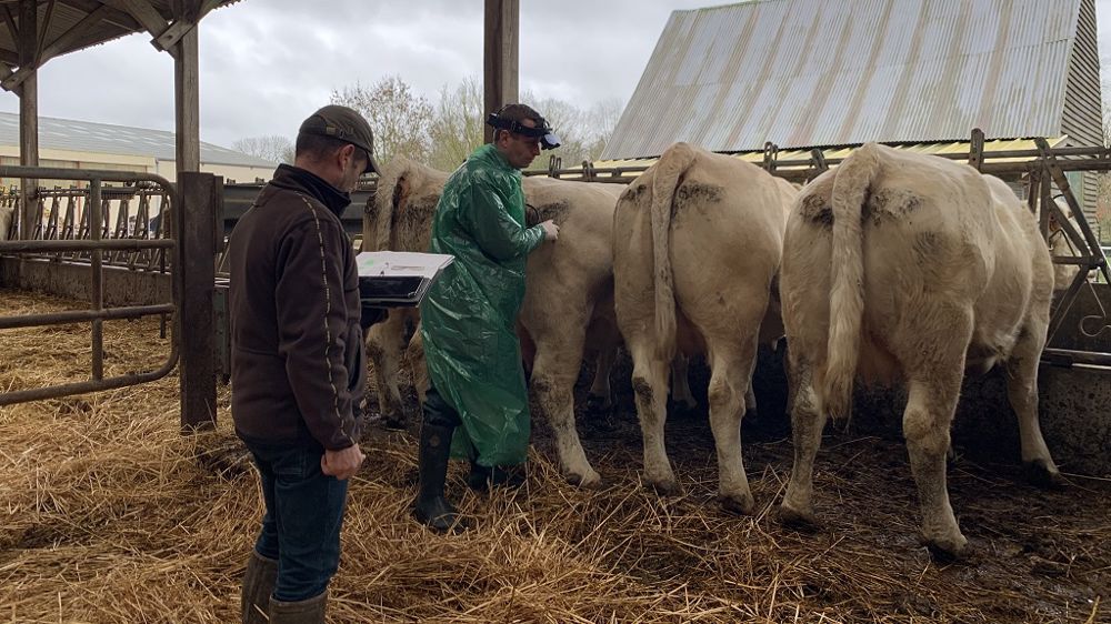 Chez F. Nuttens, la période de reproduction ne dure que 6 semaines