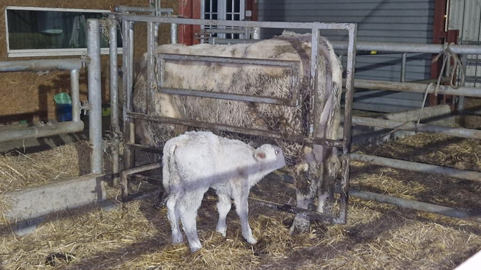 Faire adopter un veau par une vache nourrice