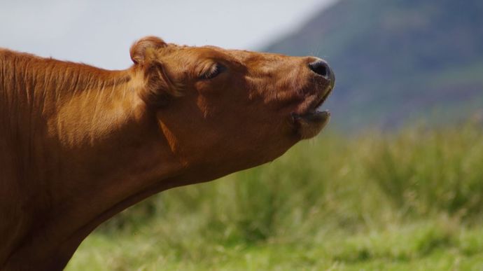 Un traducteur bovin-français pour décrypter les meuglements des vaches