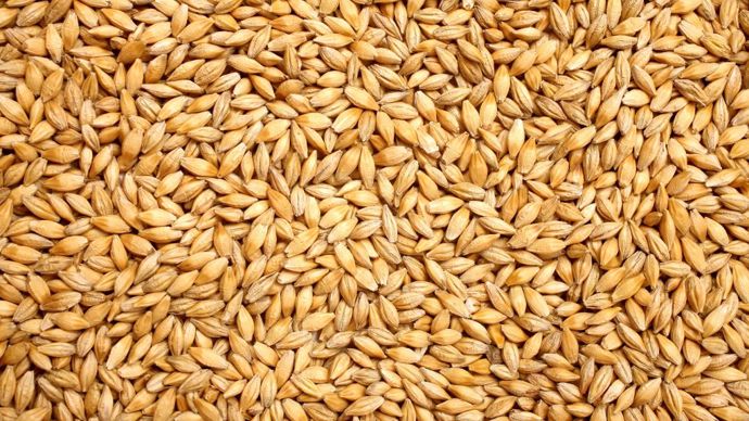 Combien d'orge la France va exporter en 2022/23