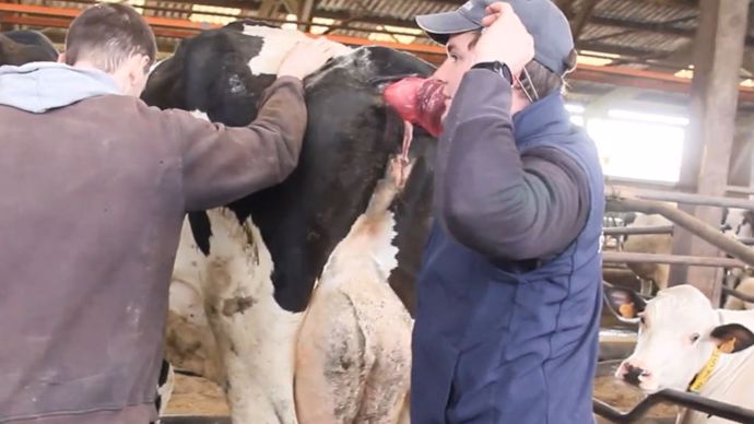 Les risques du métier d'inséminateur