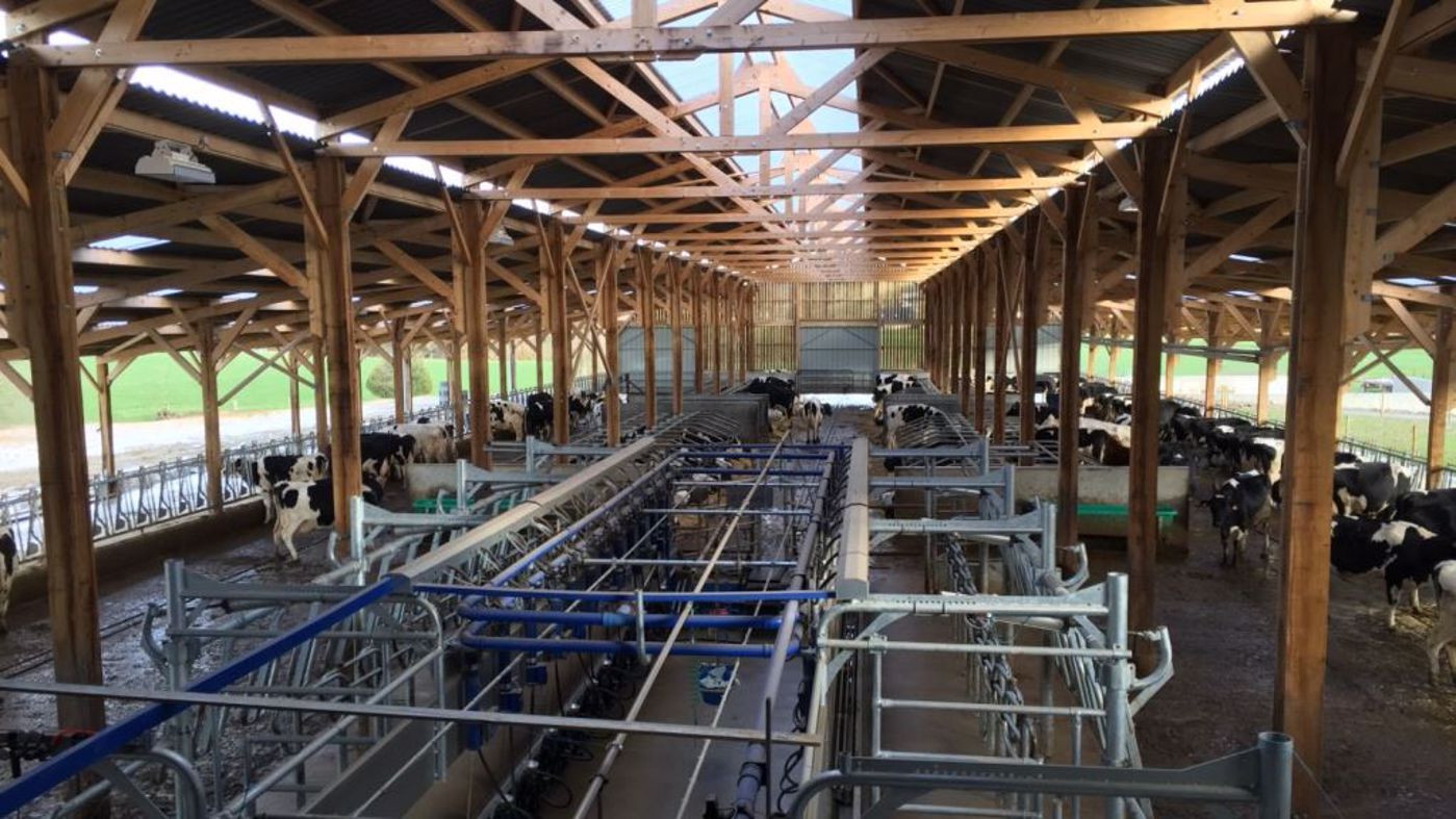 Visite d'une stabulation vaches laitières en bois