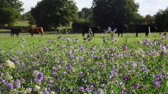 Conseils sur le pâturage de luzerne en bovin