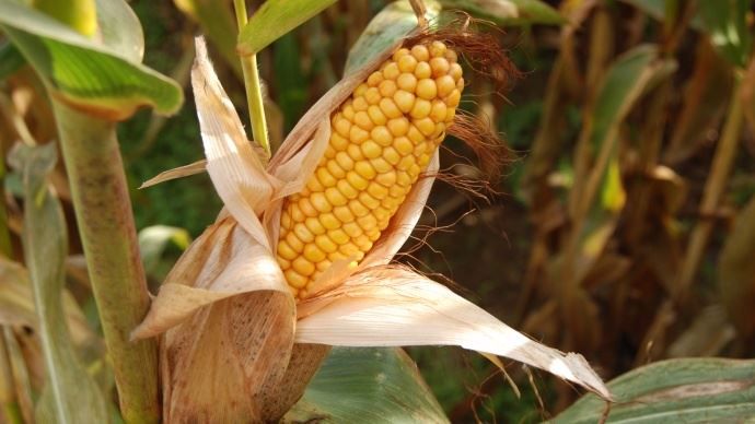 Maïs grain humide - Ensilage - Inertage - Conservation - Alimentation