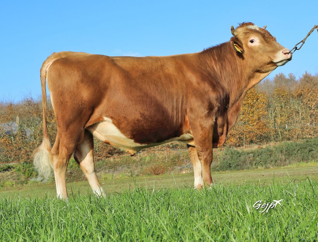 La race à faible effectif Froment du Léon gagne du terrain chez les jeunes