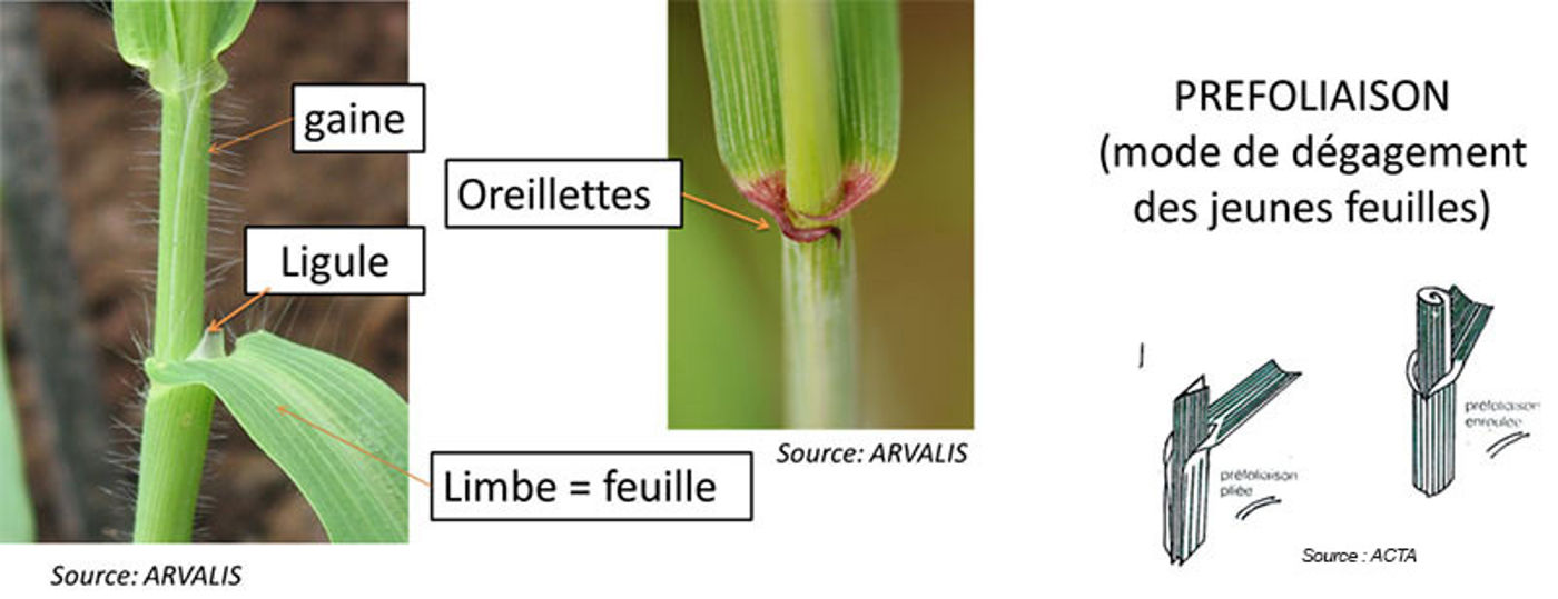 Comment distinguer les graminées au stade plantule