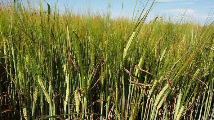 Orges de printemps à l'automne : 2023 remet en avant la gestion des ...