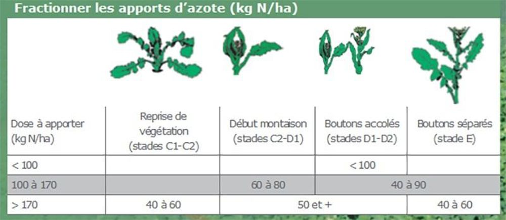 Le colza remobilise l'azote mis en réserve dès la reprise de végétation