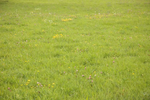 Les multiples avantages de la rotation culturale