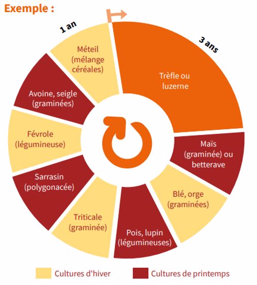 Les multiples avantages de la rotation culturale
