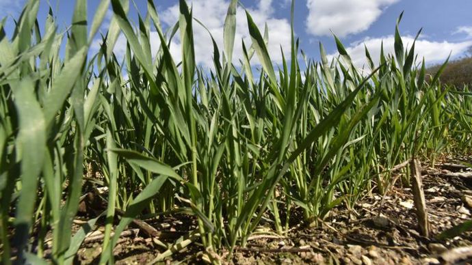 Fertilisation azotée : Des grandes cultures qui fixent l’azote de l’air