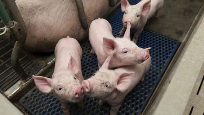 Porc : Le mâle entier comme « norme » de production