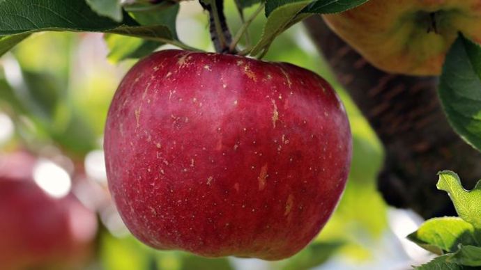 Fruits : La production de pommes recule, les prix grimpent