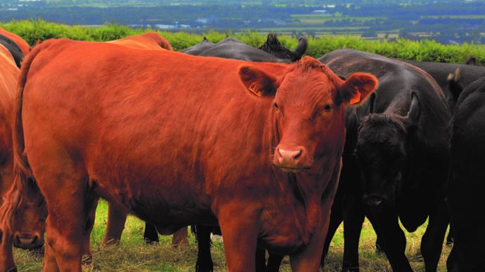 Génétique allaitante : La nouvelle race bovine redyblack succède à la ...