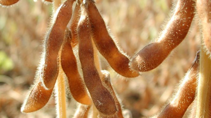 Alimentation animale : Le marché du tourteau de soja se détend