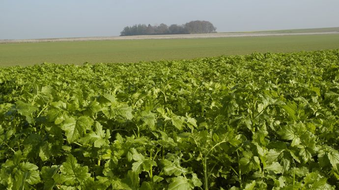 Conditionnalité des aides : BCAE, à quelle sauce vous serez mangé en 2023