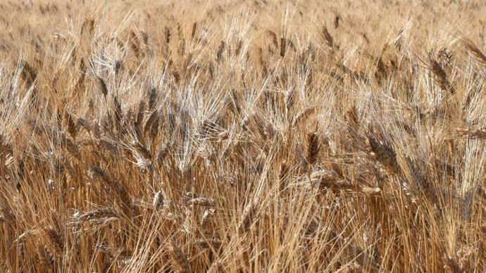 Céréales : Le blé dur est compétitif dans la durée, selon la filière