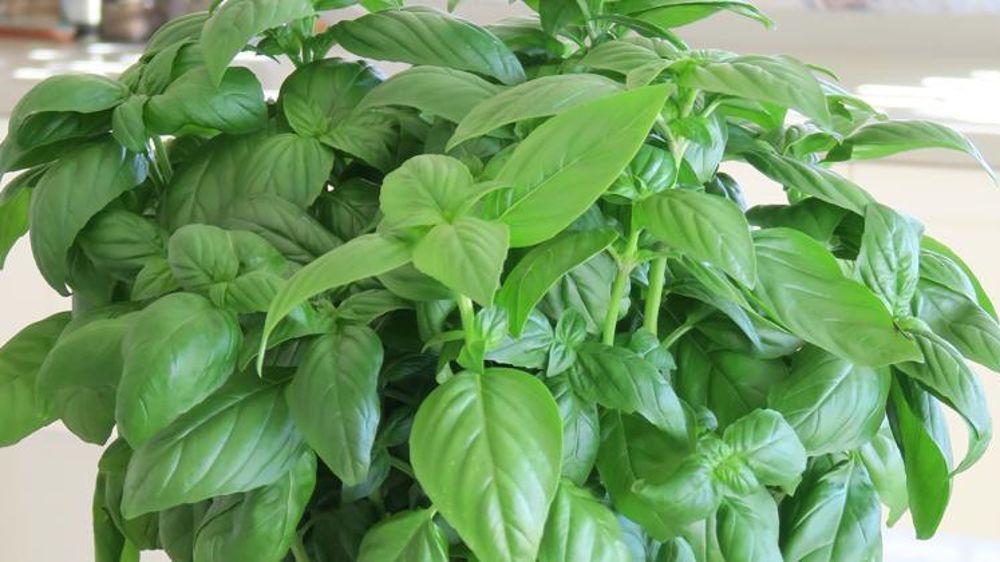 Al genovese : Ocimum basilicum ‘Prospera’®