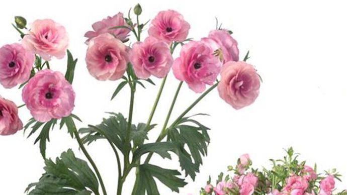 MultifloresRanunculus ButterflyTM Ariadne® et Ranunculus ButterflyTM Hera®