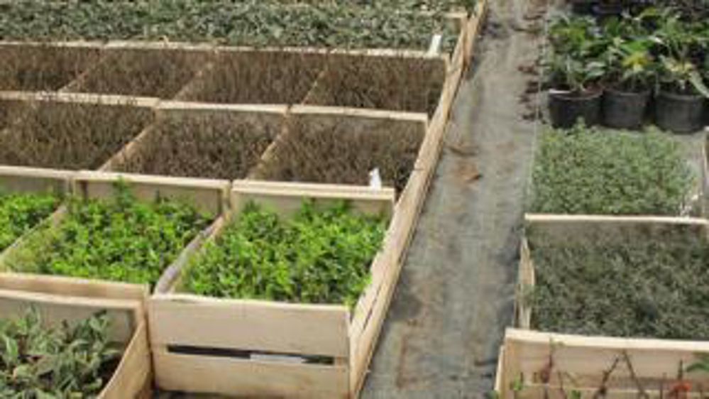 Graines Voltz vise le rachat d’André Briant jeunes plants