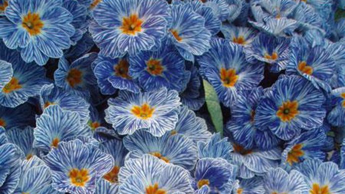 Primula ‘Zébra' F1 Blue