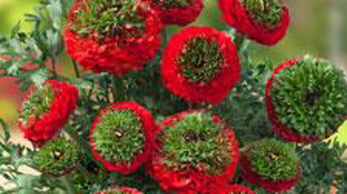 Ranunculus SUCCES TM XXL