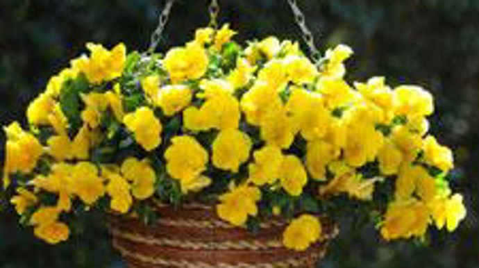 Viola wittrockiana COOL WAVE® F1