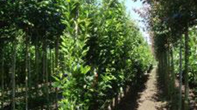 Quercus x warei KINDRED SPIRIT® ‘Nadler'