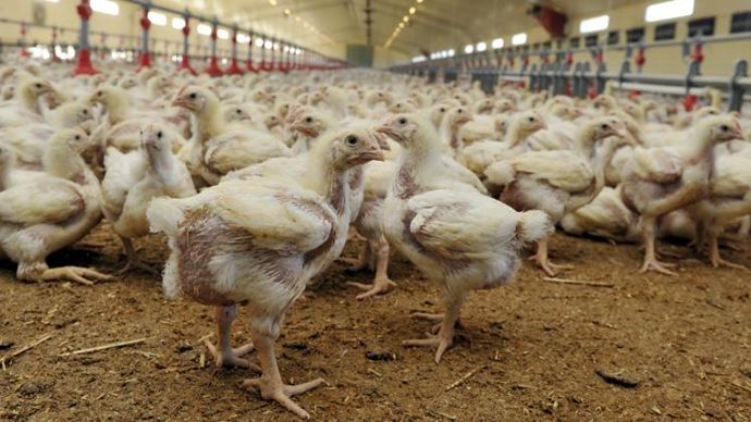Filière : L’interprofession « Volailles de chair » enfin créée