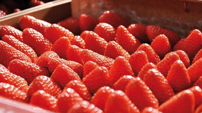 Fruits : Davantage de fraises françaises cette année
