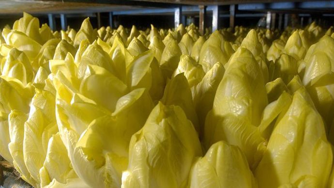 Endives : La Perle du Nord lance la campagne de 2017-2018