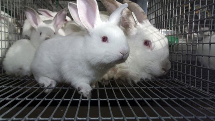 Consommation : Le lapin, plus mal connu que mal aimé